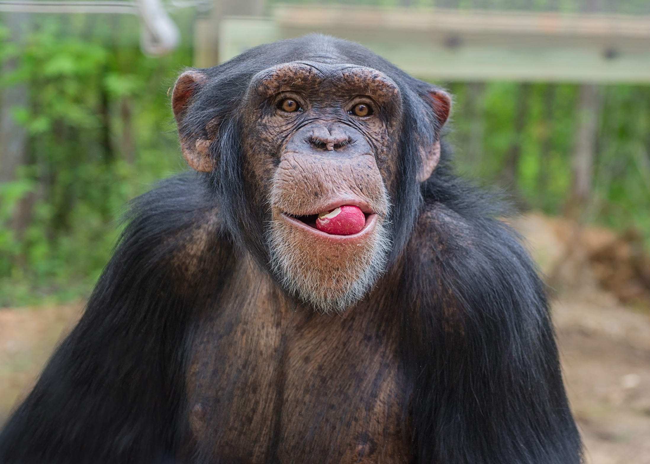 Photo Gallery - Project Chimps