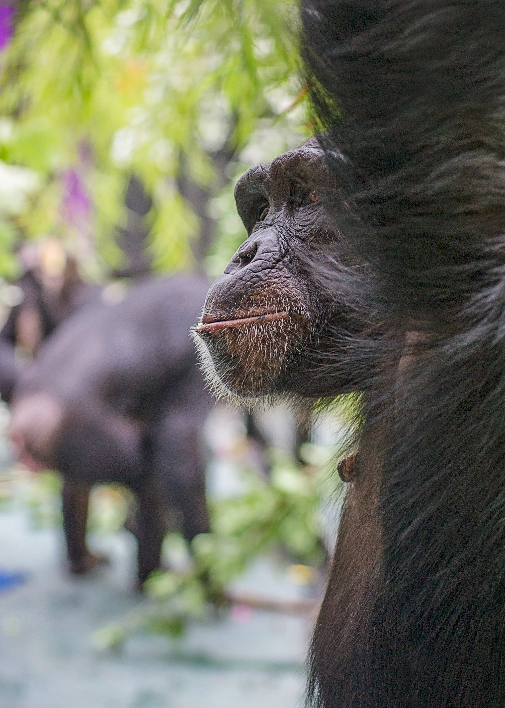 Emma - Project Chimps