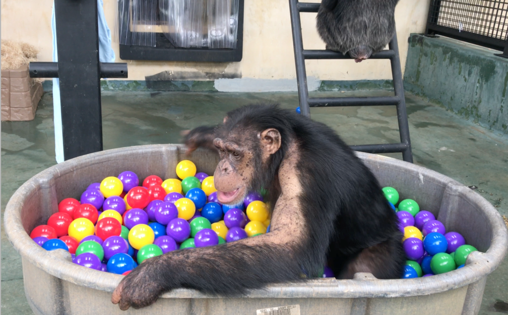 Chimpanzee Caregiver Takes Chimp Fun Seriously - Project Chimps Chimpanzee Caregiver Takes Chimp Fun Seriously - Project Chimps