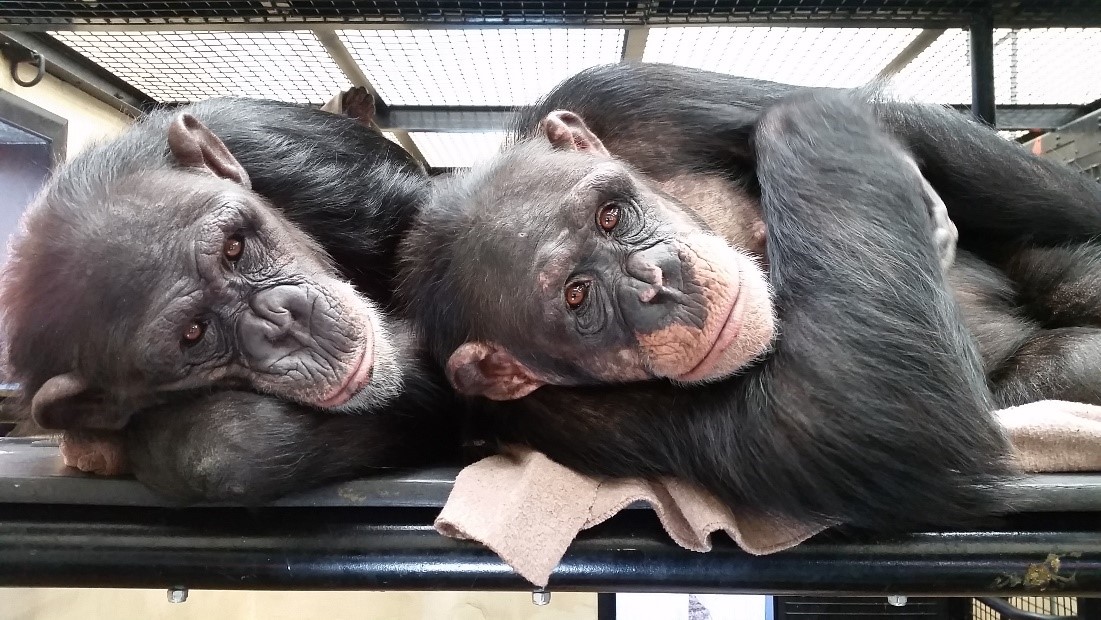 Project Chimps From the Beginning - Project Chimps