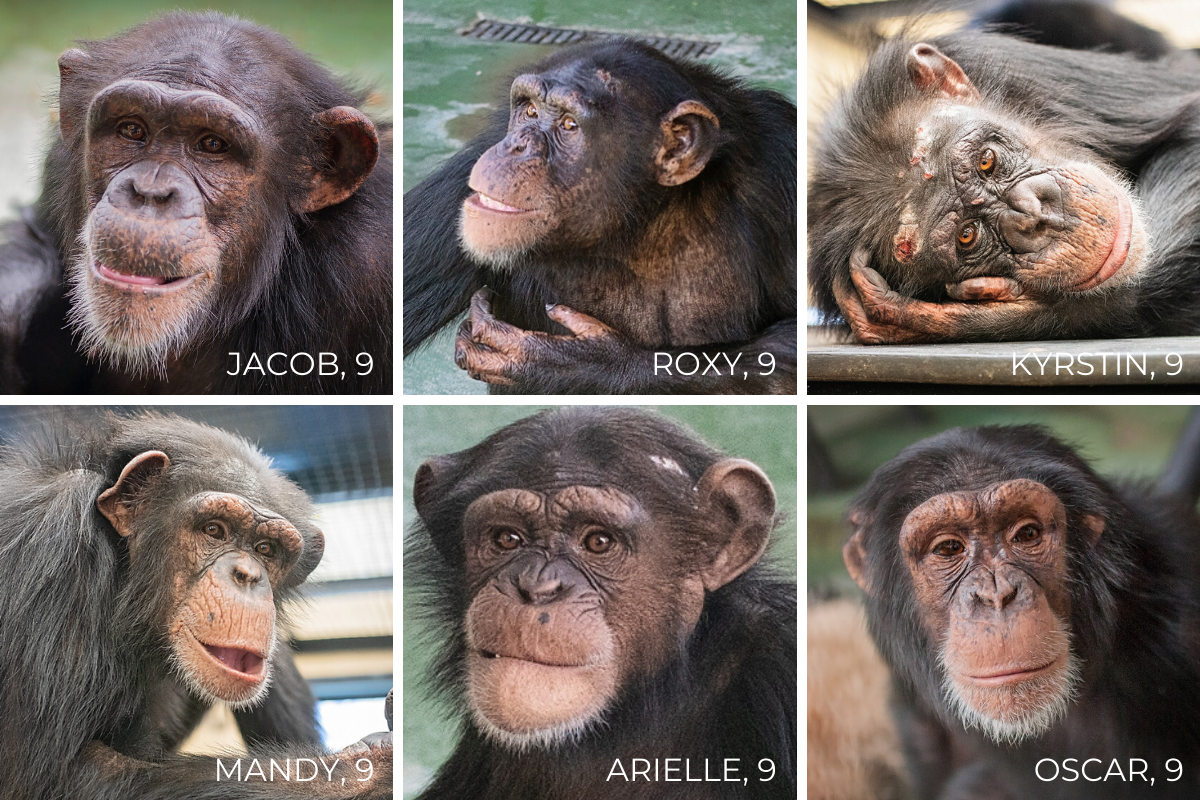 The 2010s: Our Legacy for Research Chimps - Project Chimps