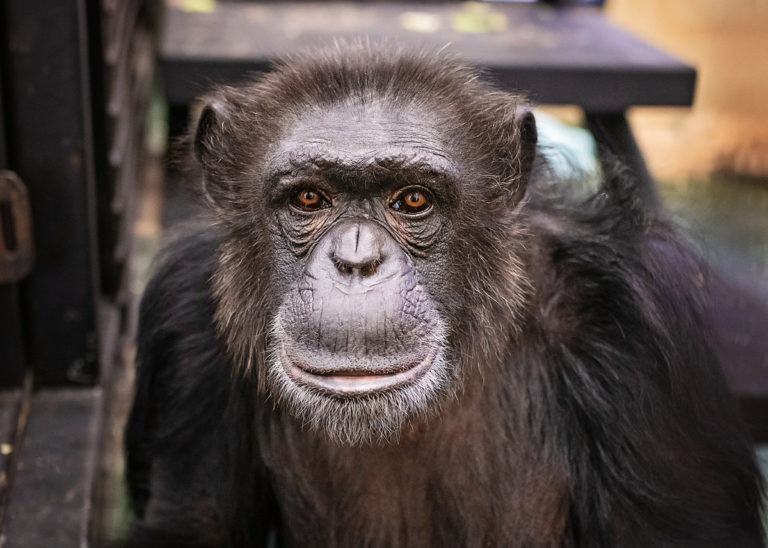 Rosemary Among 10 Female Chimps to Reach Sanctuary - Project Chimps