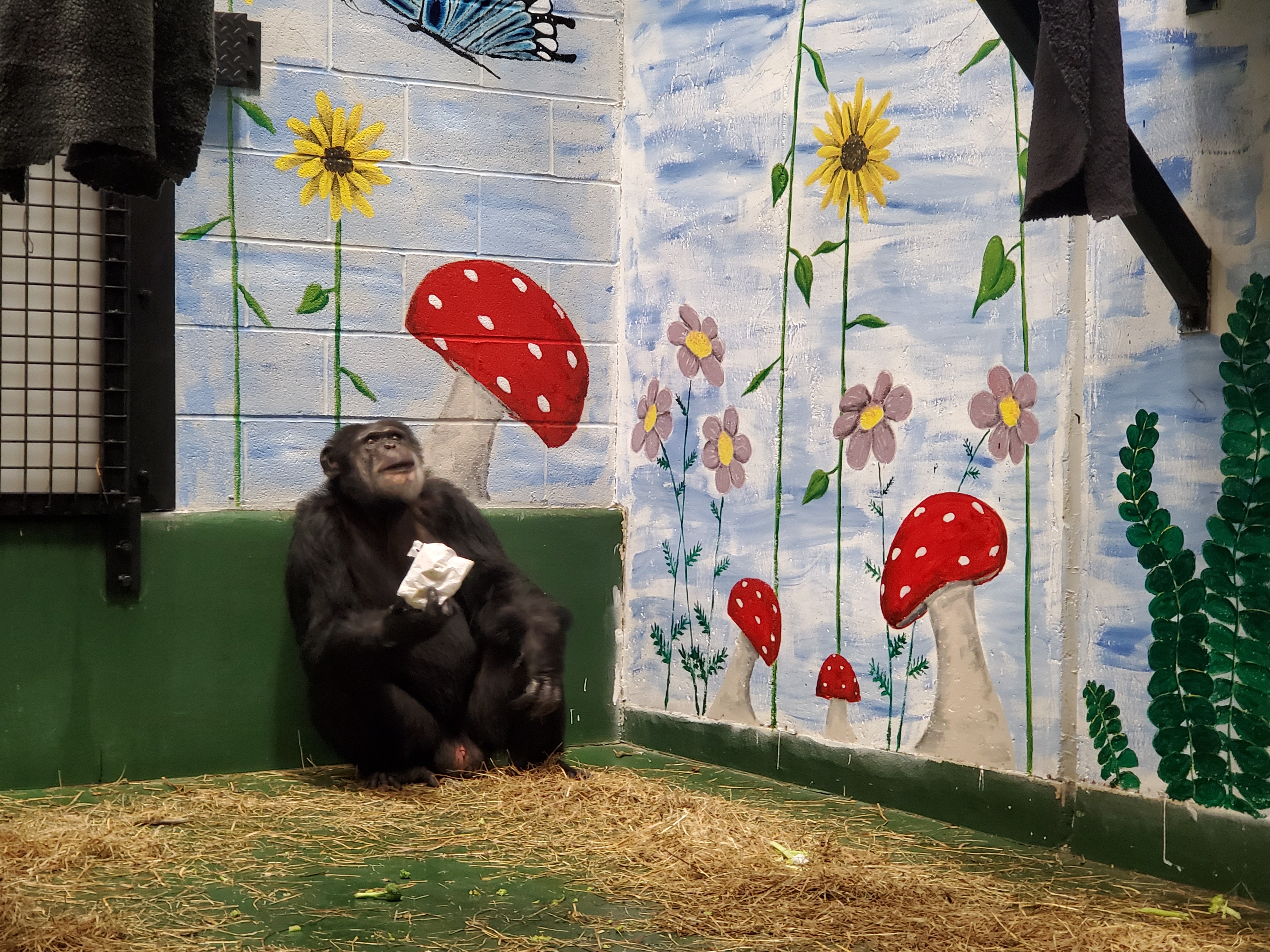 Alex - Project Chimps