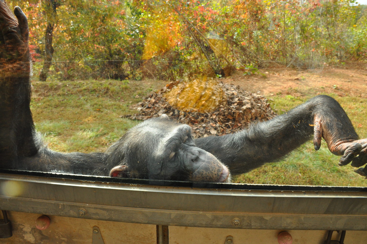 Home - Project Chimps