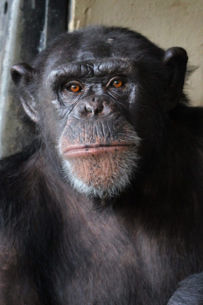 Meet the Chimps - Project Chimps