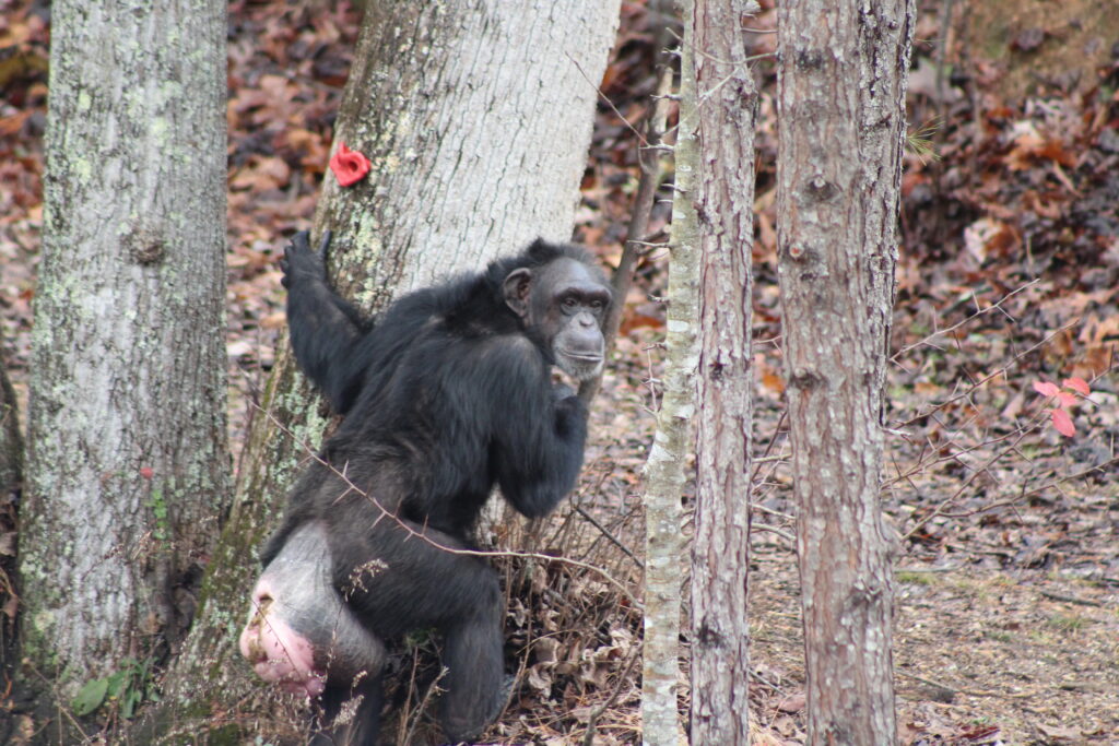 Angelic8.LC - Project Chimps