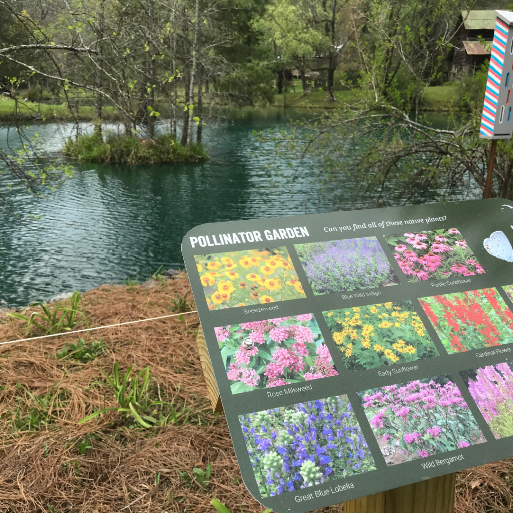 Pollinator Garden - Project Chimps