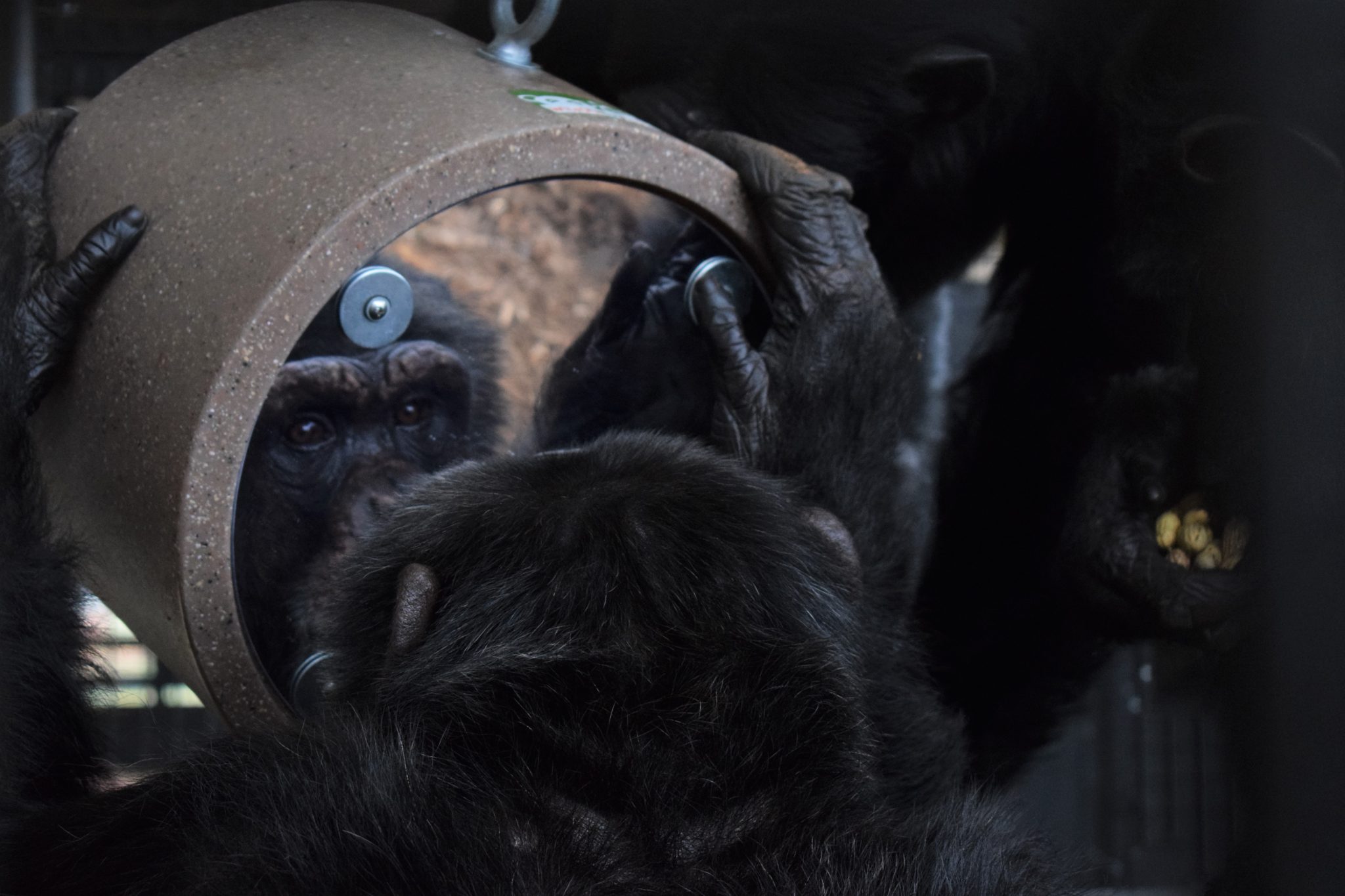 Why human oriented isn’t always good for chimps - Project Chimps