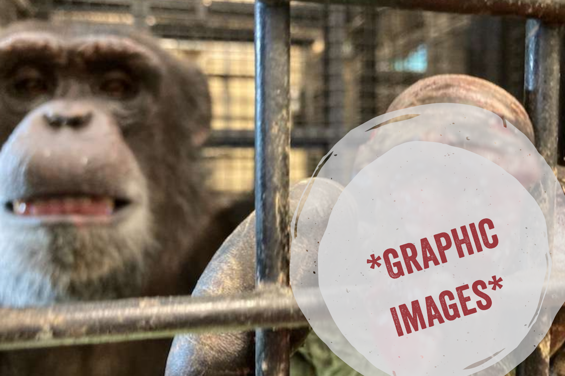 Marlon’s Finger Injury - Project Chimps