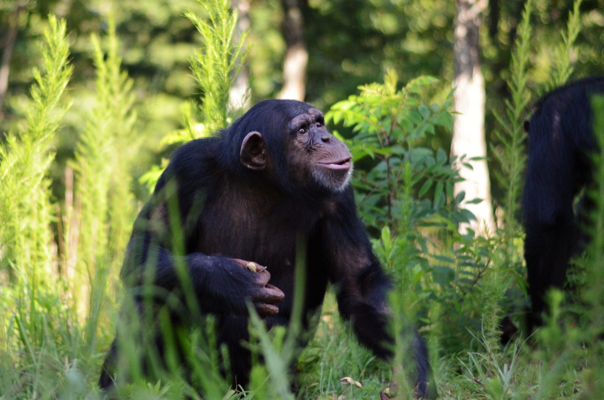 A Hair Plucking Journey - Project Chimps