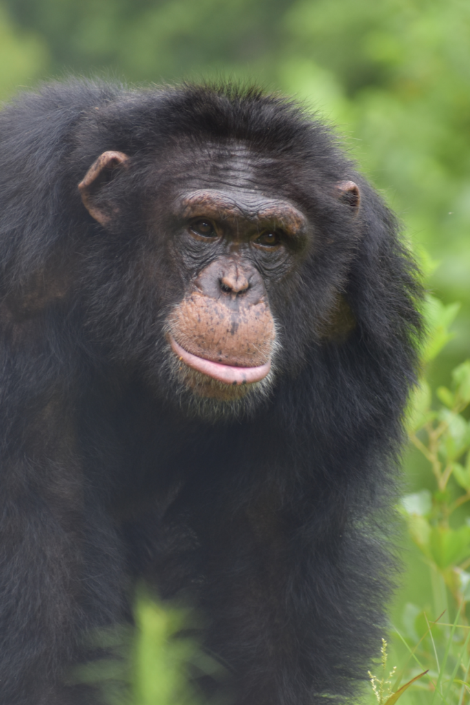 Binah - Project Chimps