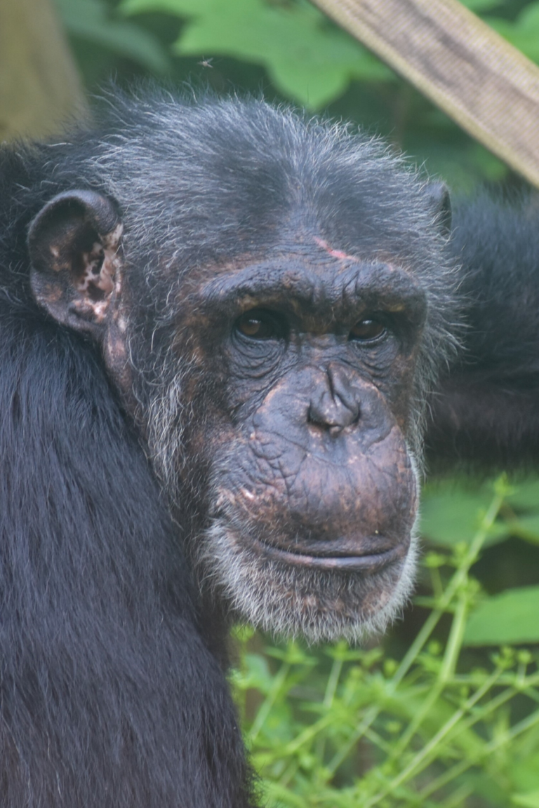 Jamie - Project Chimps