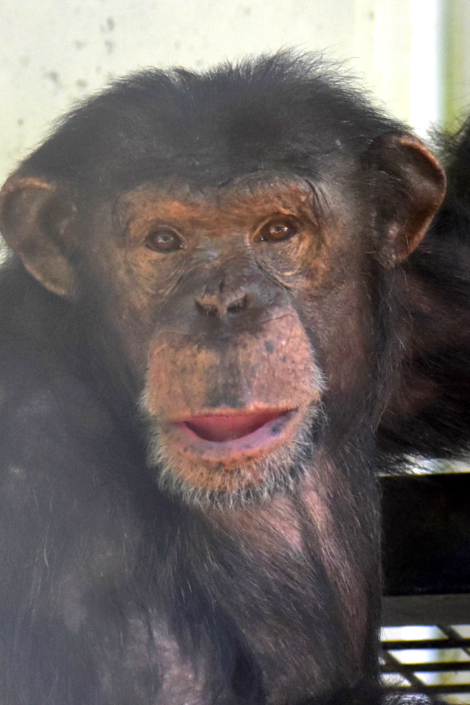Kennedy - Project Chimps