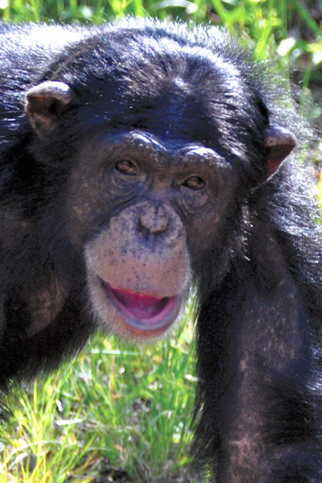 Kivuli - Project Chimps