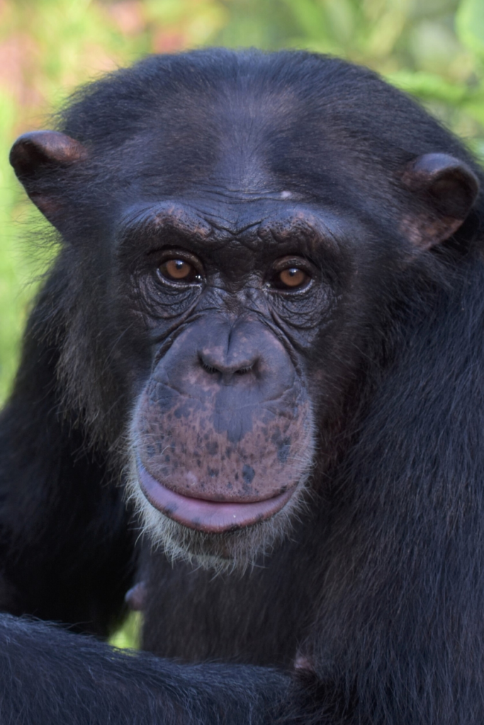 Meet the Chimps - Project Chimps