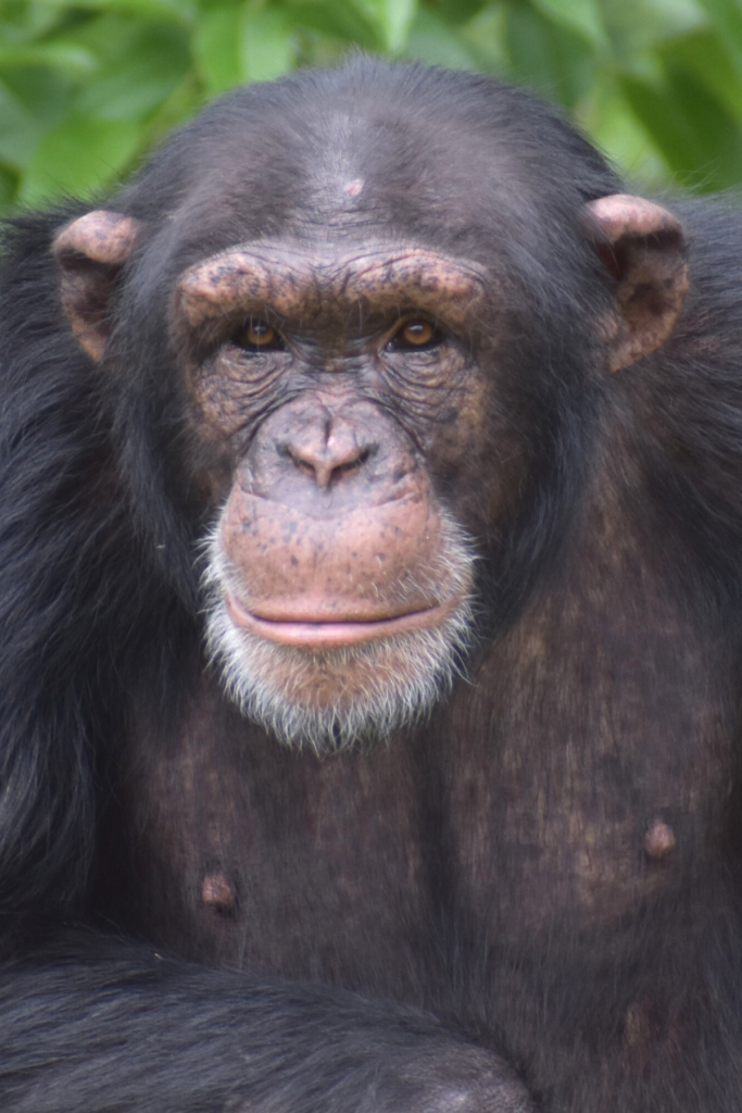 Meet the Chimps - Project Chimps