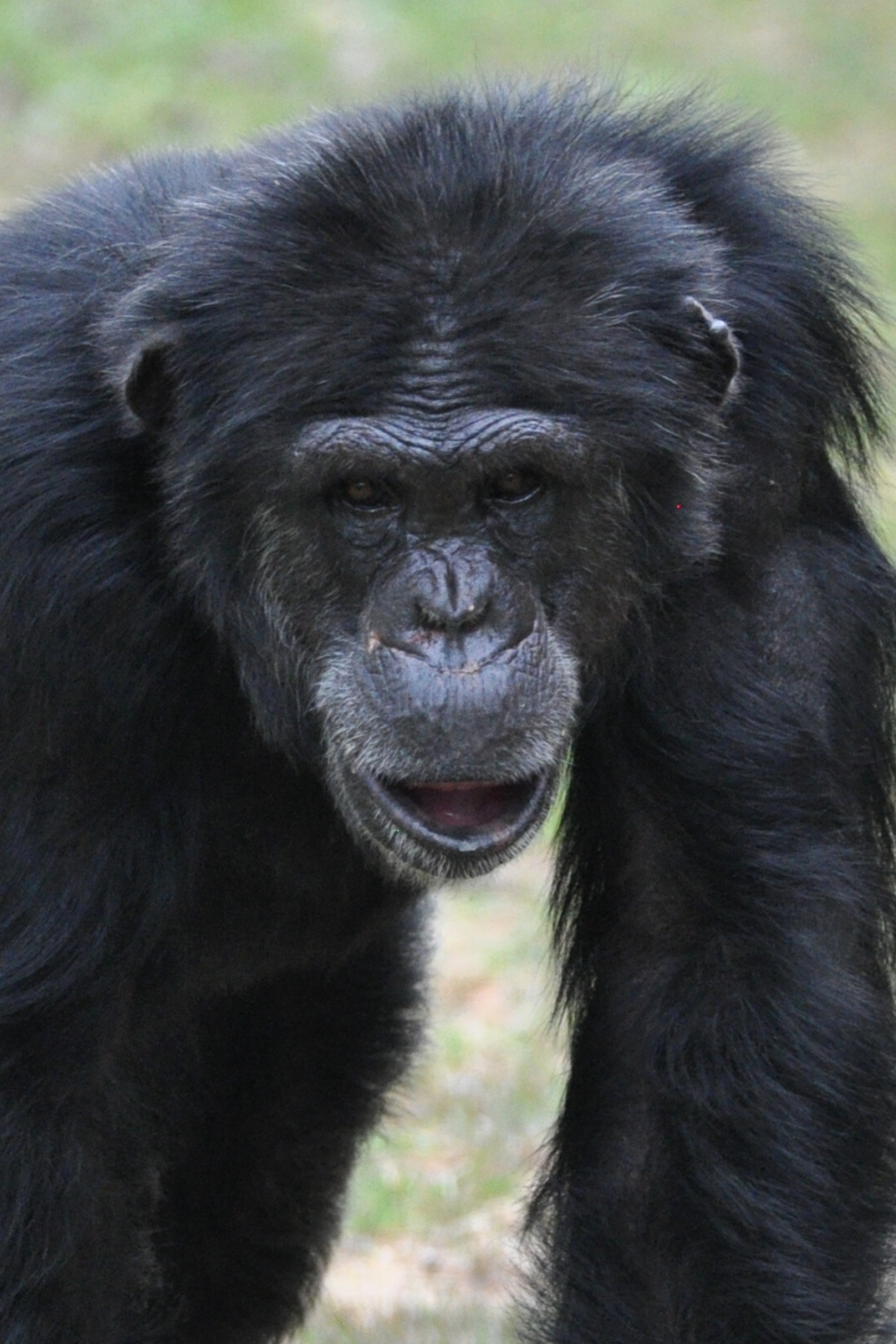 Patrick - Project Chimps