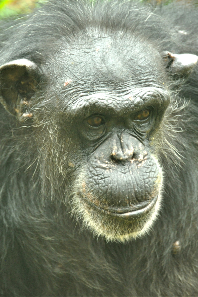 Precious - Project Chimps