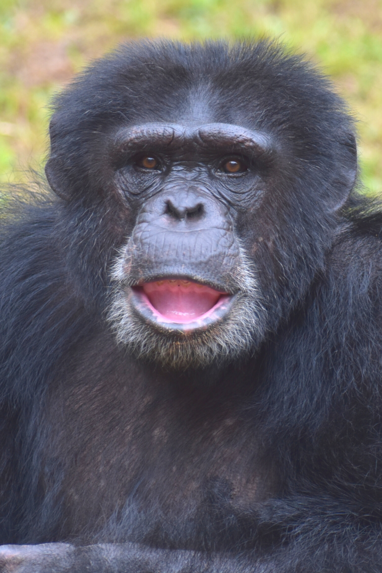 Meet the Chimps - Project Chimps