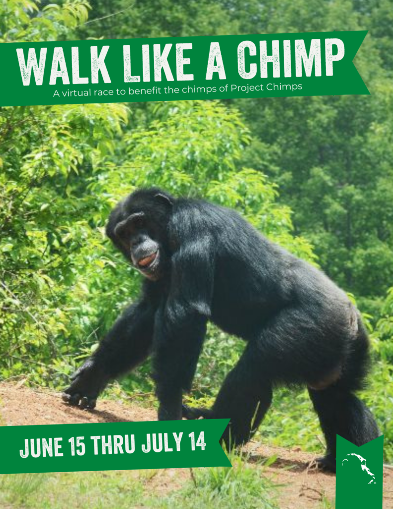 Walk Like a Chimp - Project Chimps
