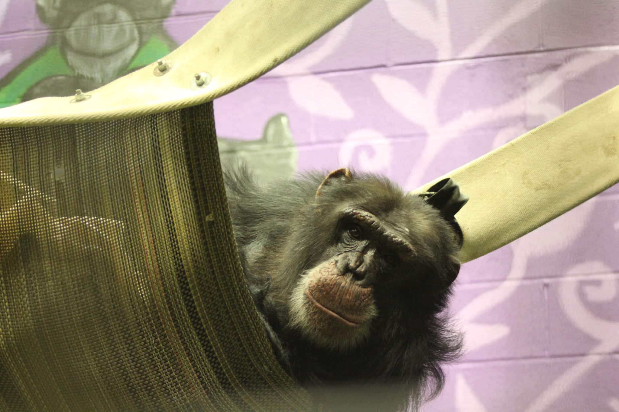 Meet Prince - A Stately Chimp - Project Chimps