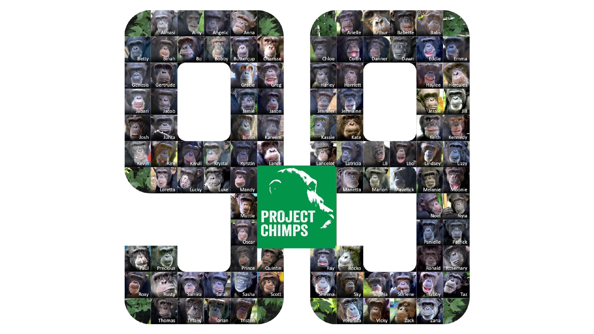 99chimpheads - Project Chimps