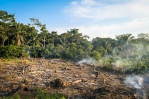 Biodiversity and Chimpanzee Conservation - Project Chimps