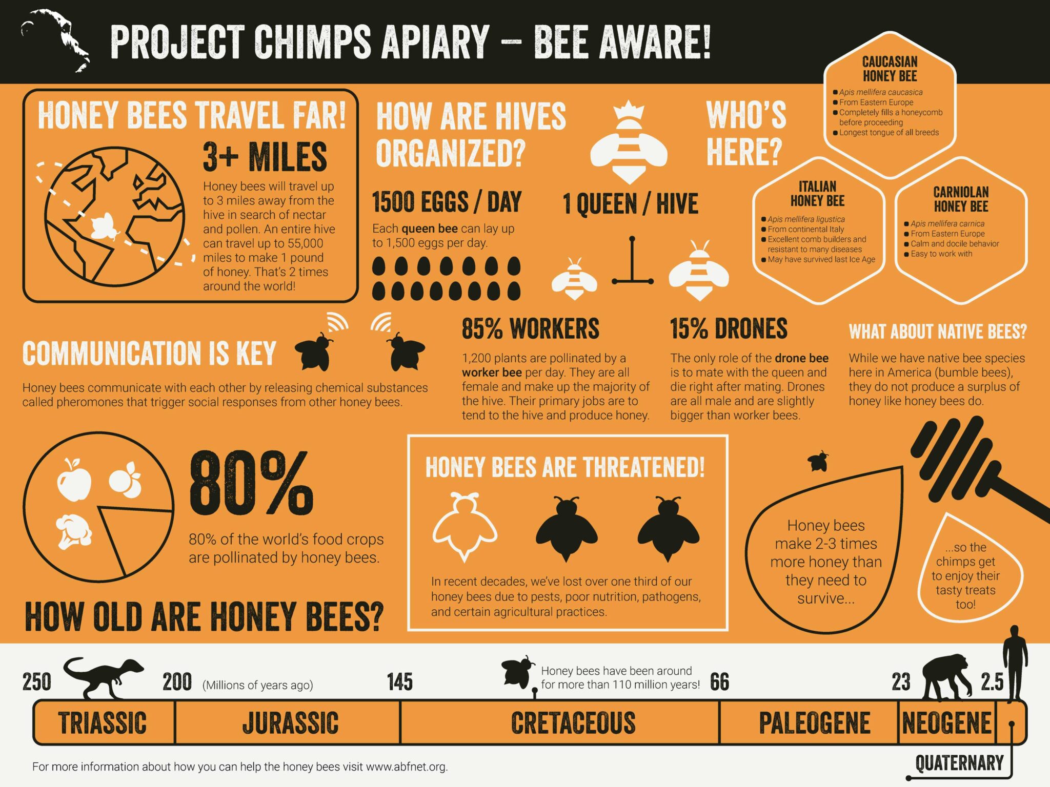 apiary-infographic - Project Chimps