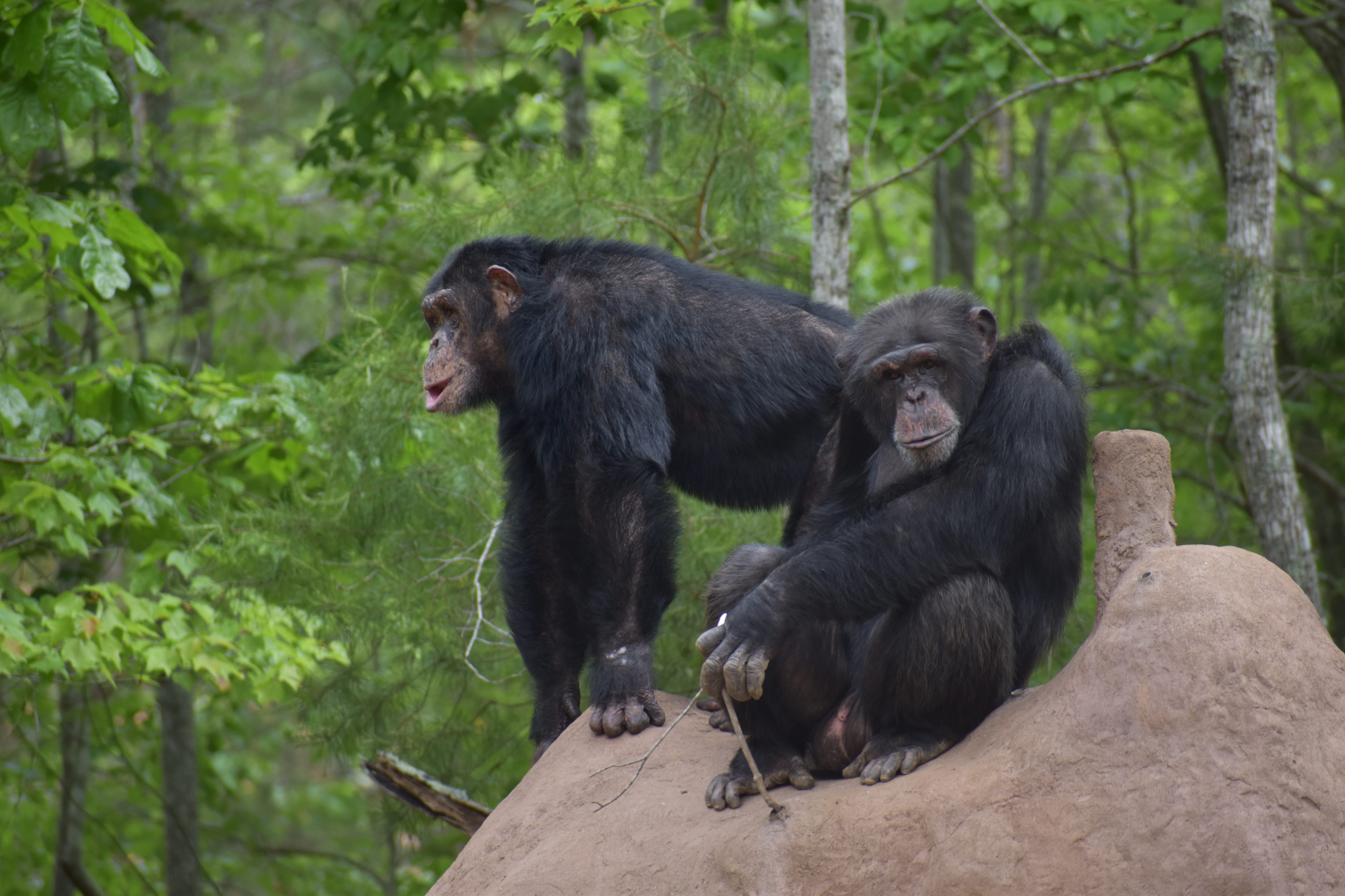Hercules_leo - Project Chimps