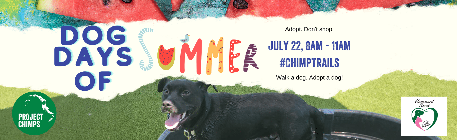dog days (3) - Project Chimps