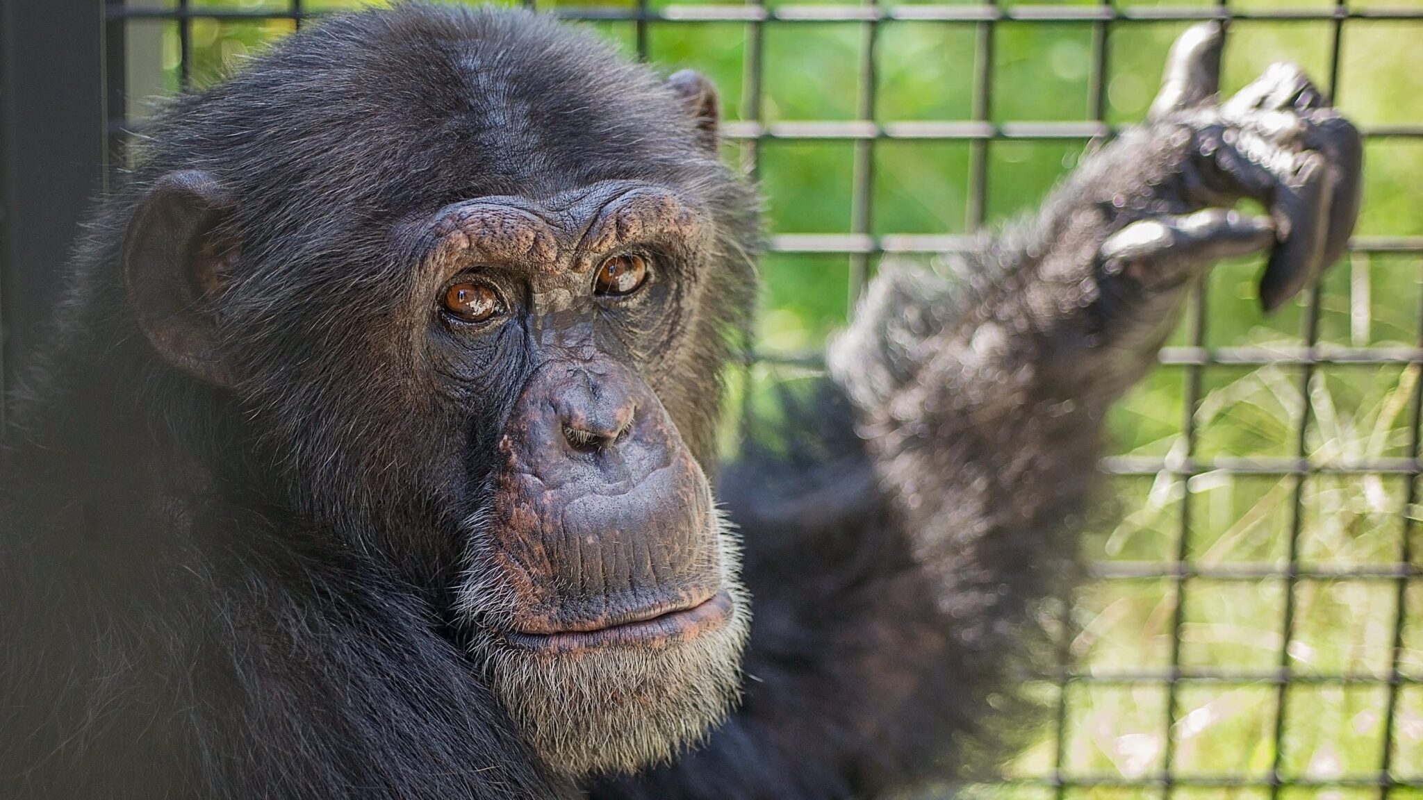 Celebrate MARLON's 23rd birthday! - Project Chimps