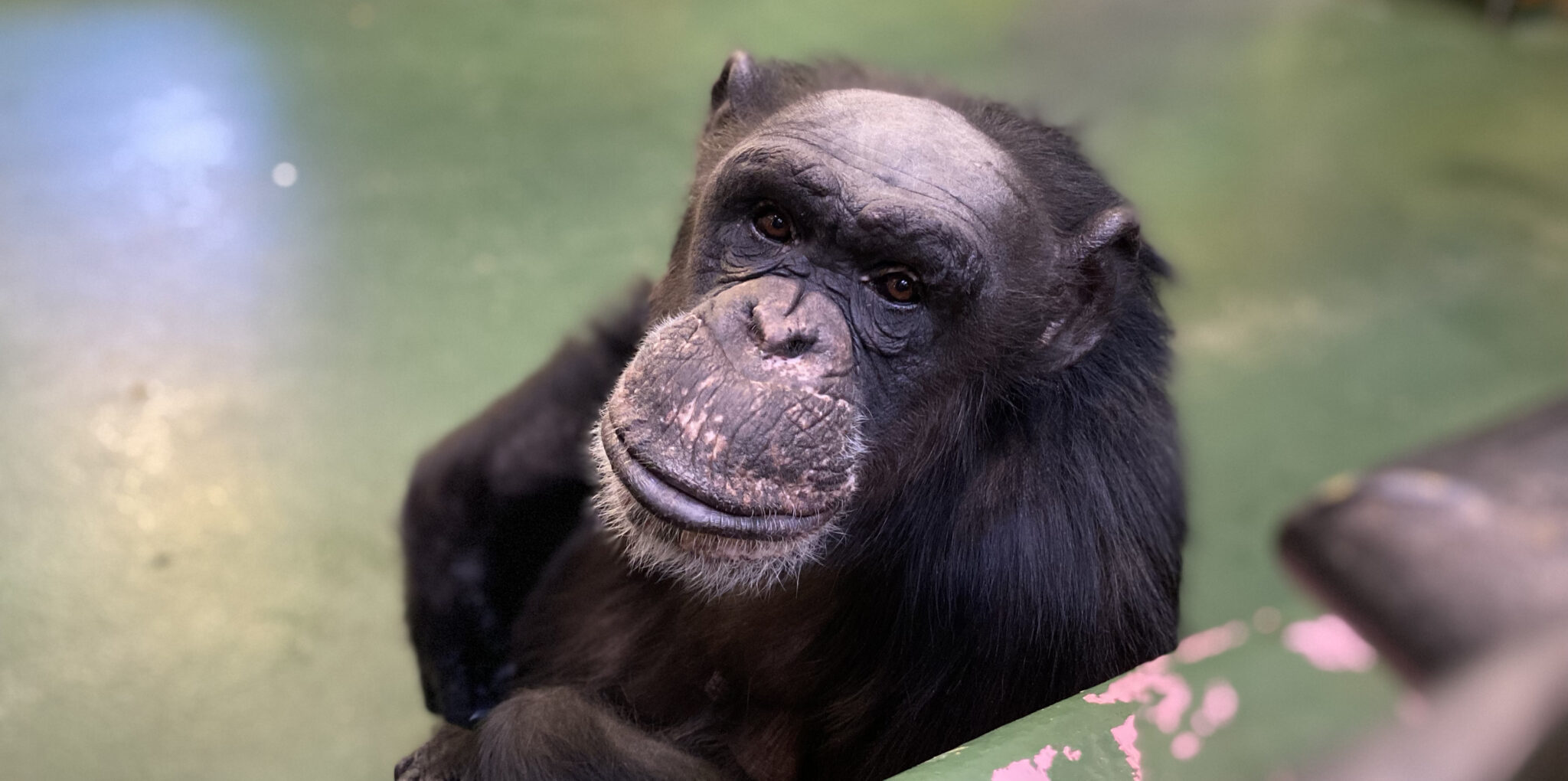 Celebrate JESSIE's 33rd birthday! - Project Chimps