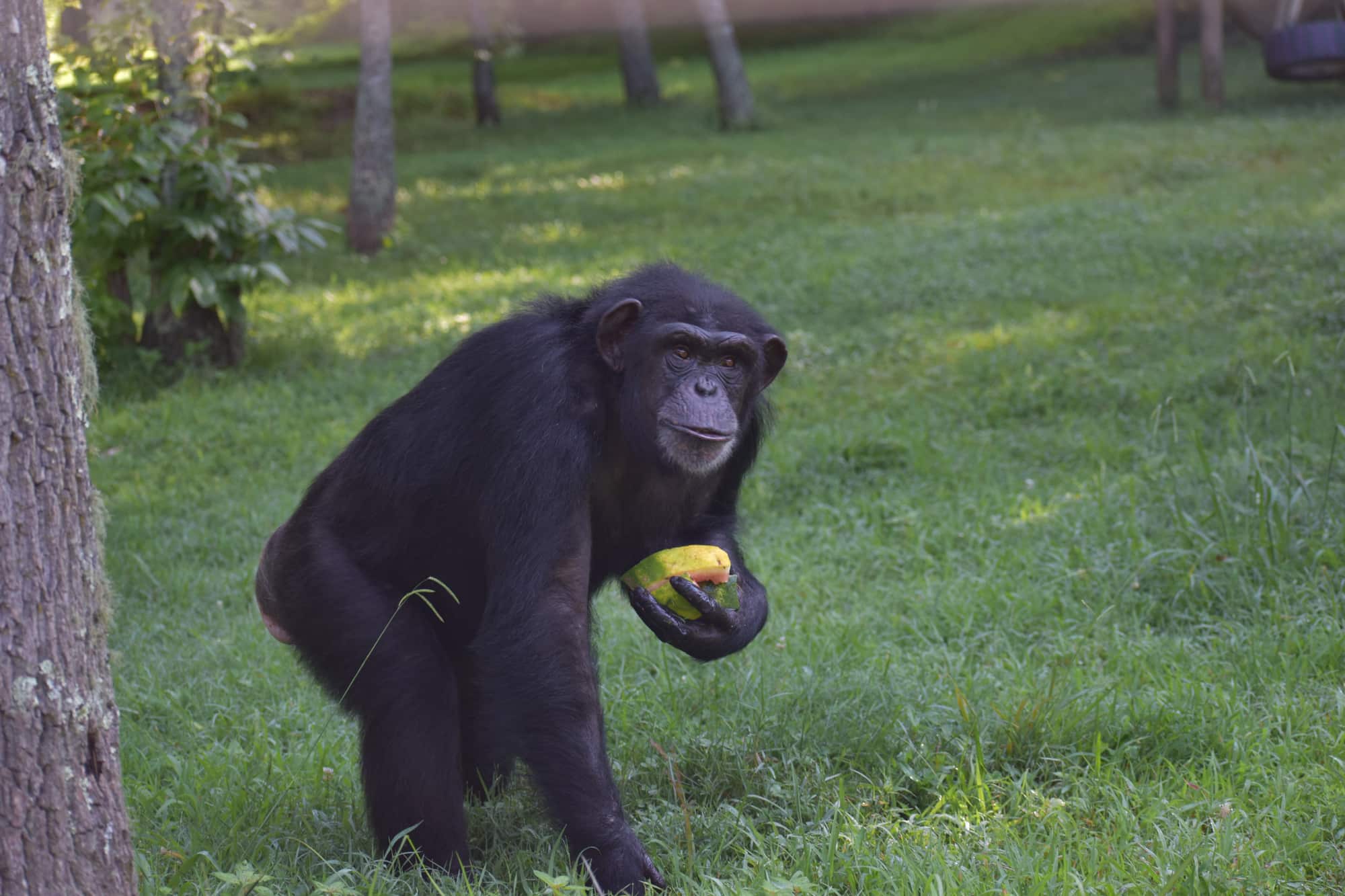 Celebrate HARLEY's 15th birthday! - Project Chimps