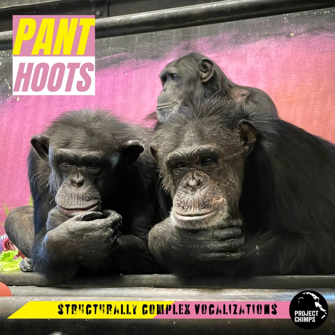 album cover (pink and white) - Project Chimps