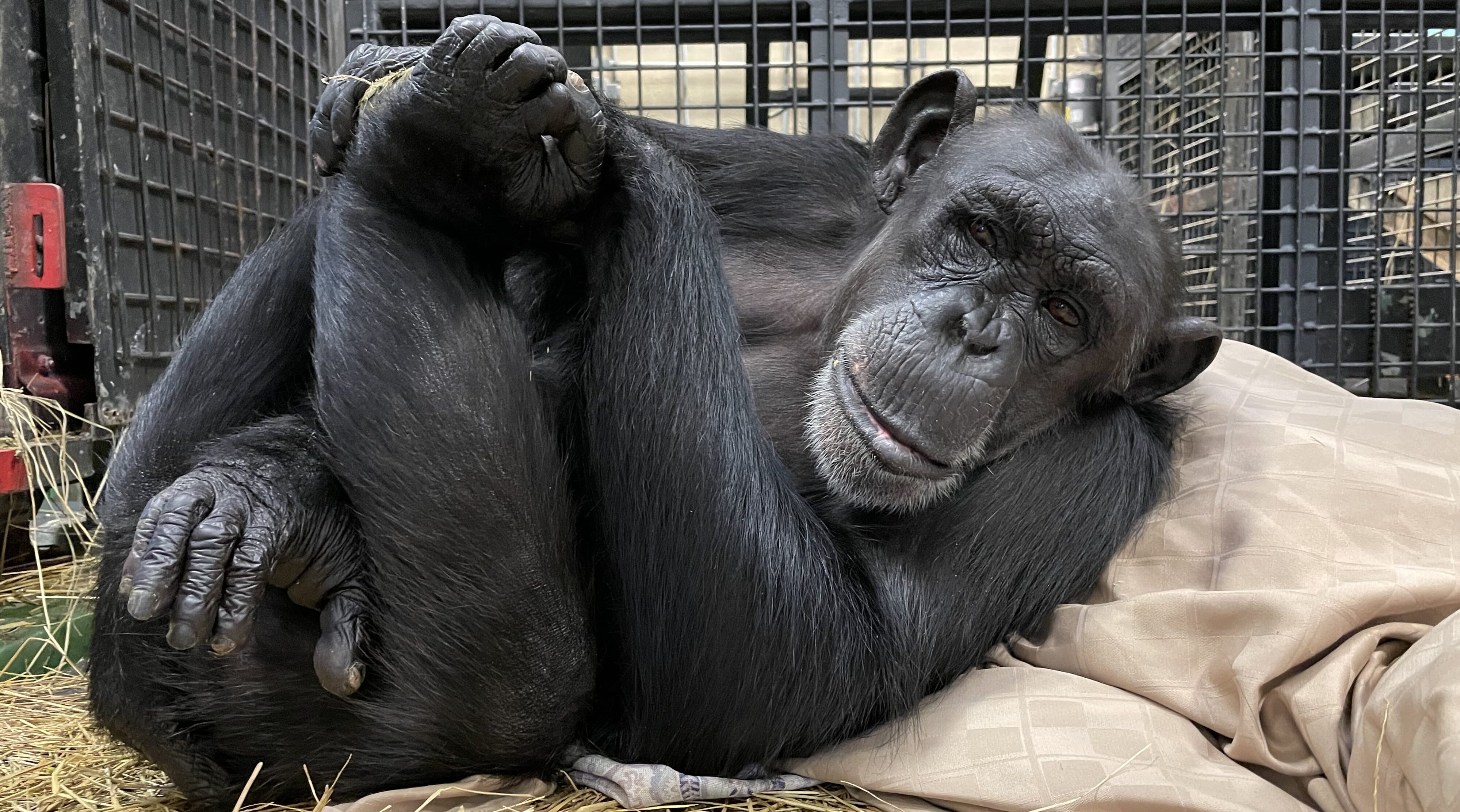 Genesis-curled-up-inside-with-blanket-SG - Project Chimps
