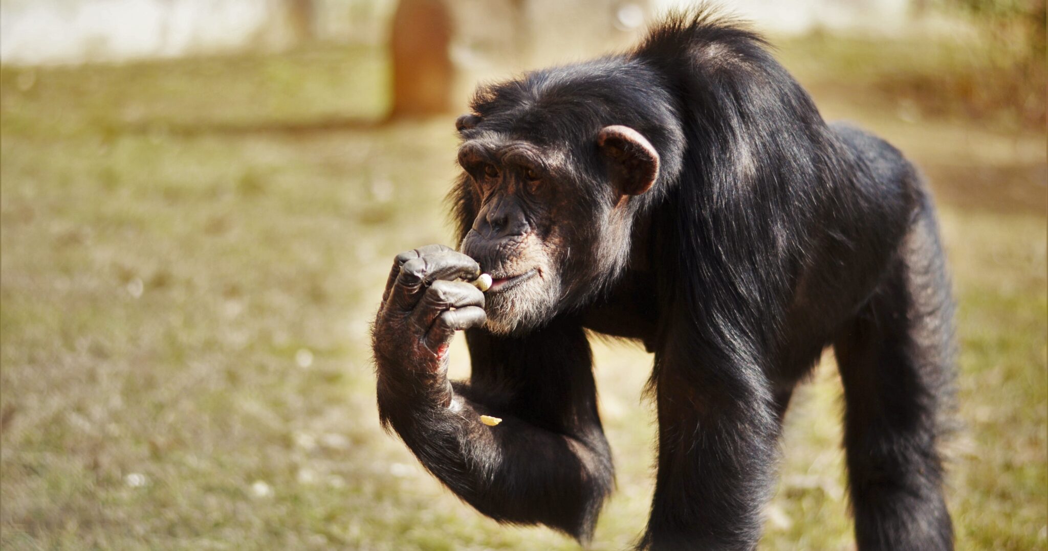 Celebrating JENNIFER’s 18th birthday! - Project Chimps