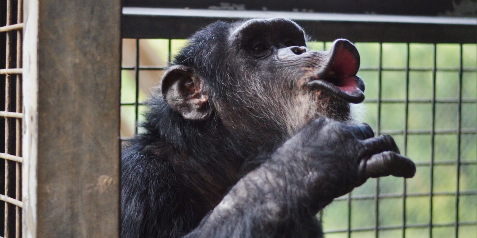 Celebrating RUSTY’s 39th birthday! - Project Chimps