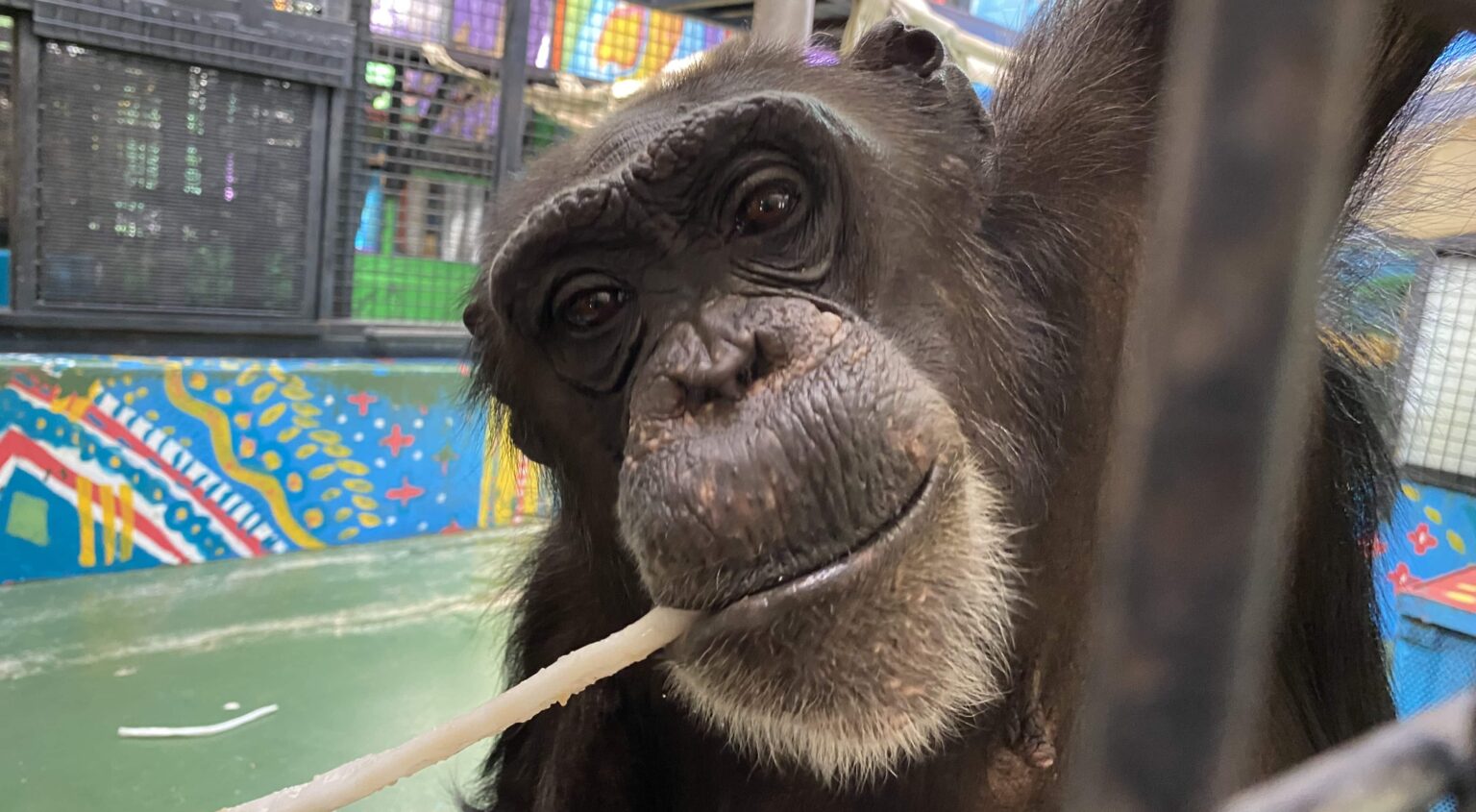 Celebrating KATE’s 38th birthday! - Project Chimps