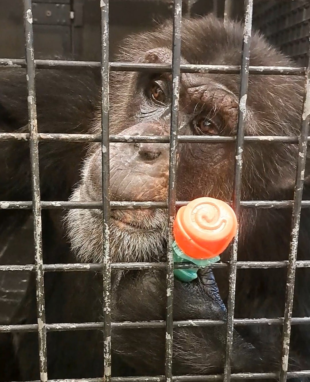 marlon rose bars - Project Chimps
