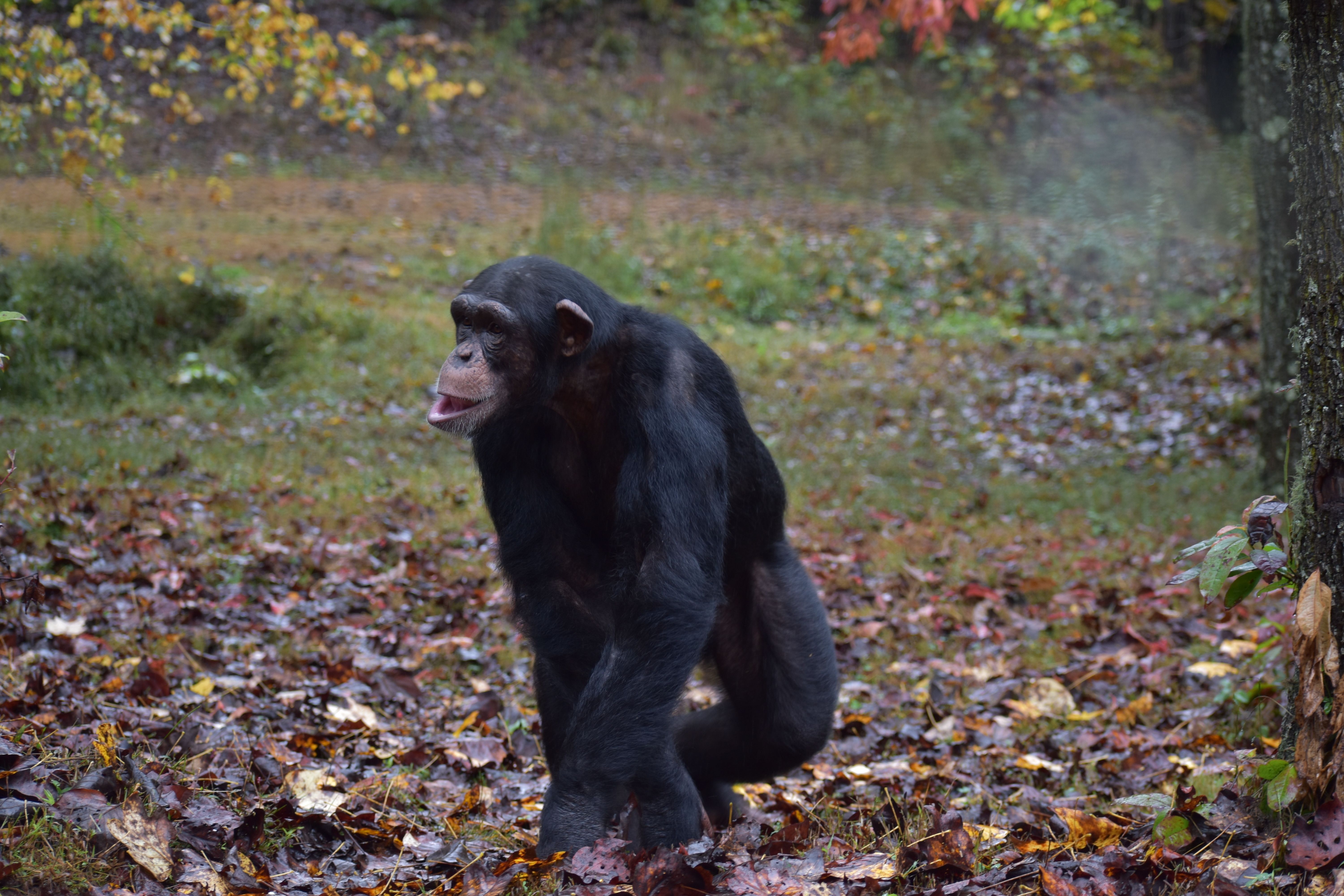 Meet Kivuli: The Sanctuary’s Youngest Chimp - Project Chimps