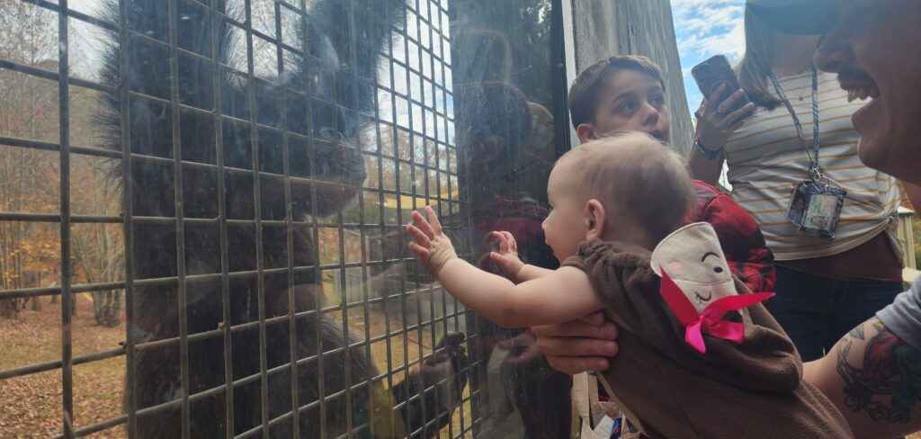 Chimp or Treat - Project Chimps
