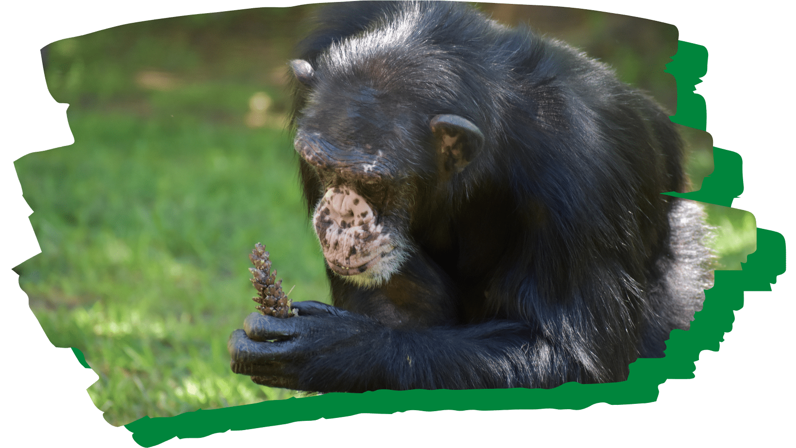 Lucky pinecone - Project Chimps