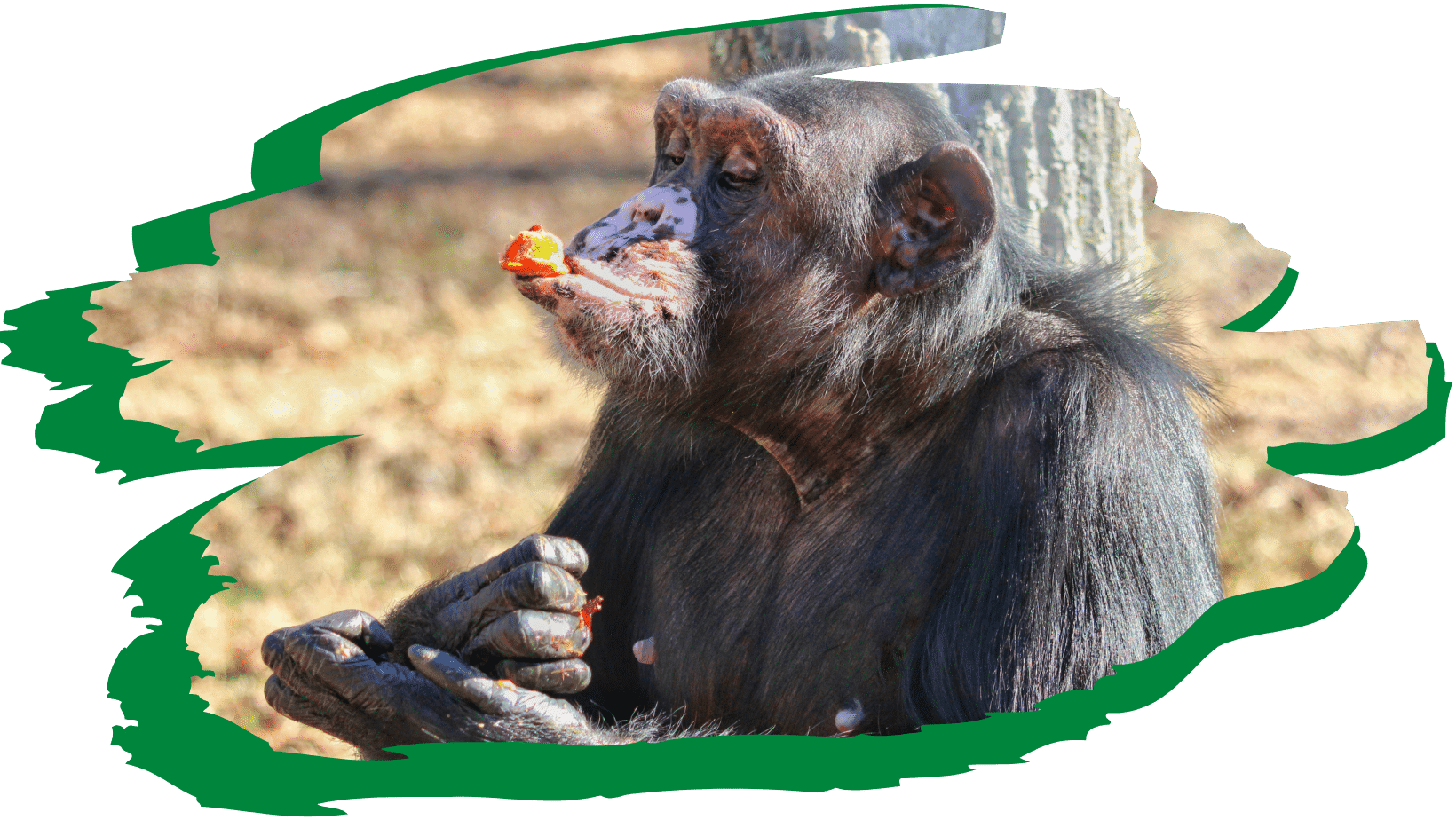 Lucky silly - Project Chimps