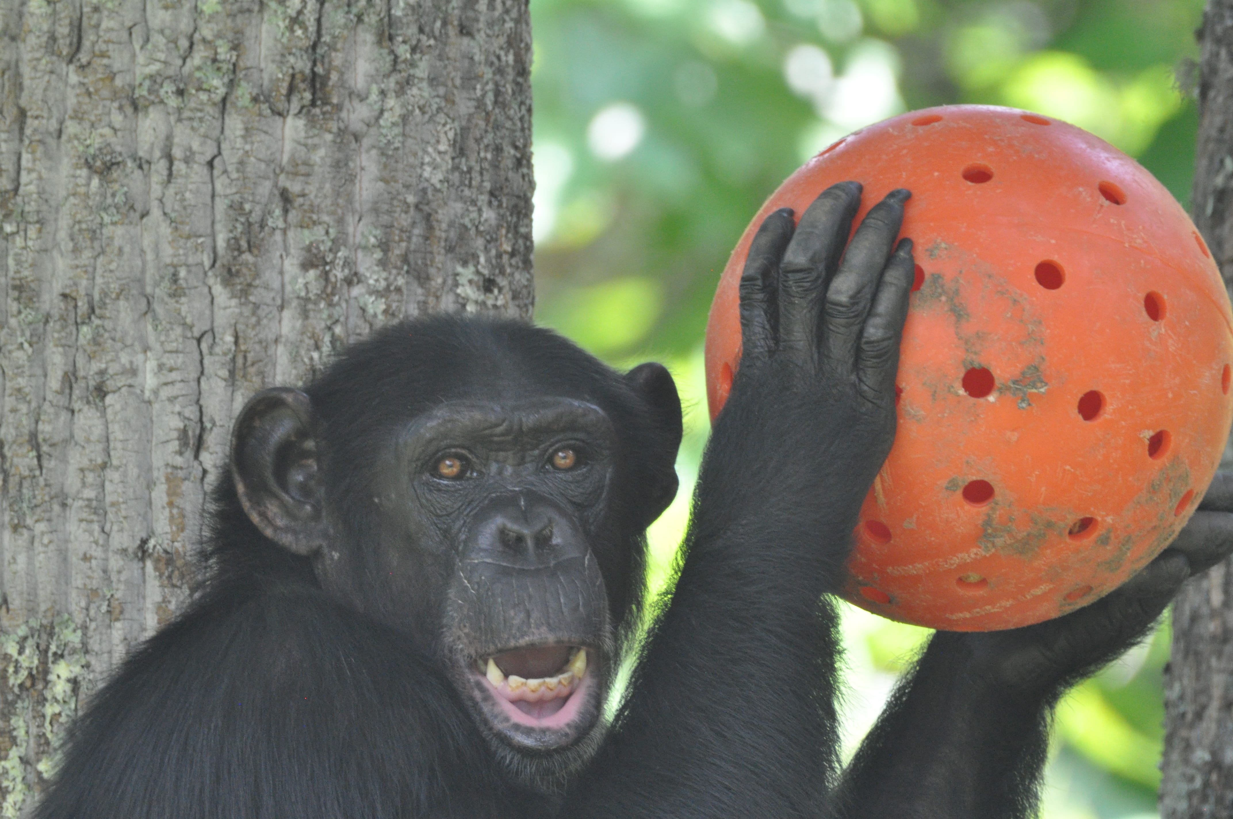 Chateau Chimps in Habitat - Project Chimps