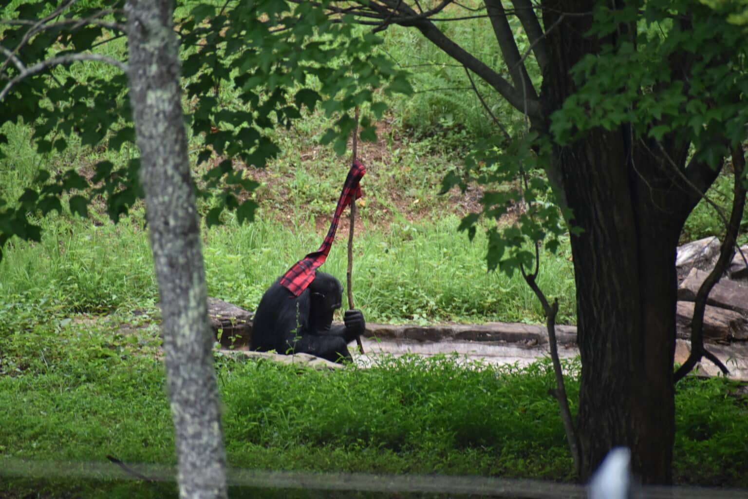 The Artistic Mind of a Chimpanzee Painter - Project Chimps