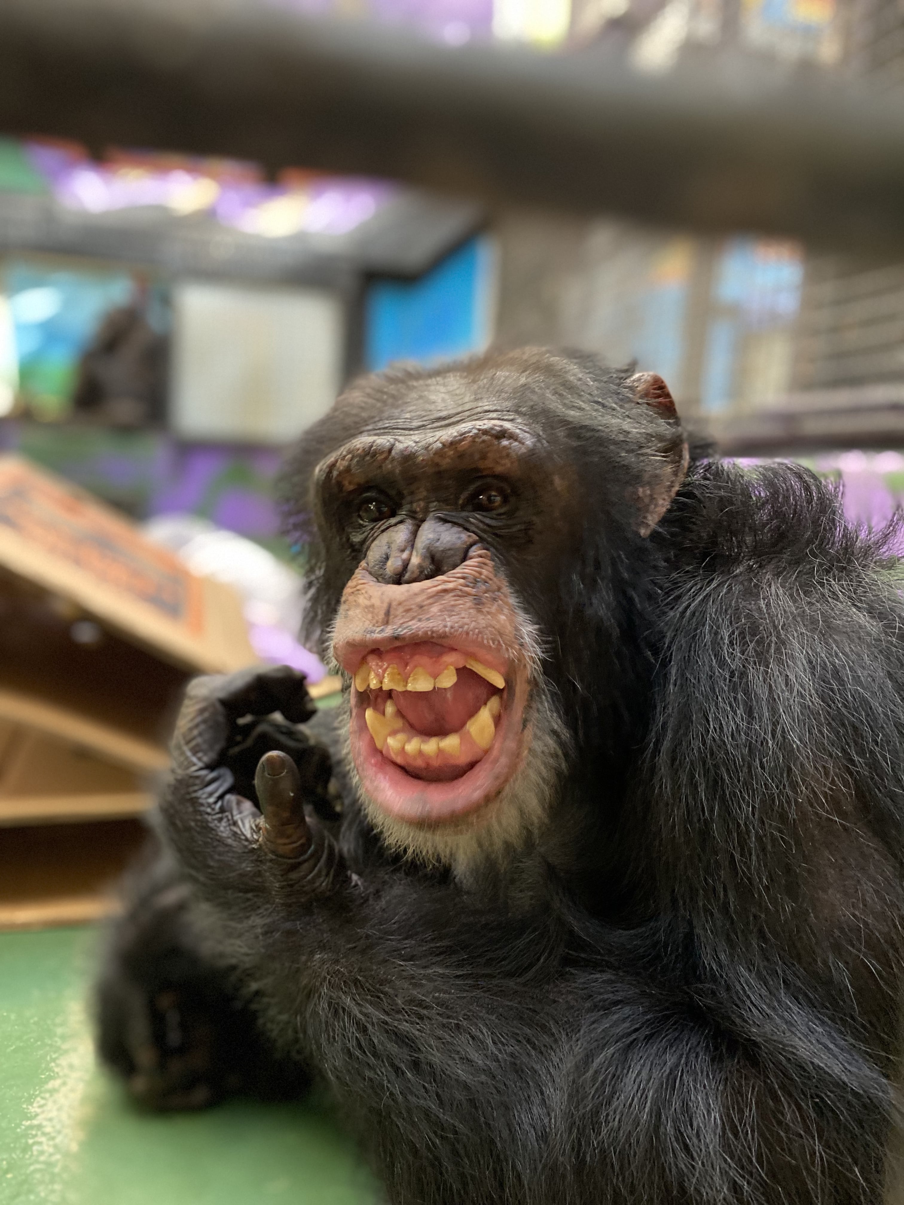 Prince-silly teeth-10.27.23 IS copy - Project Chimps
