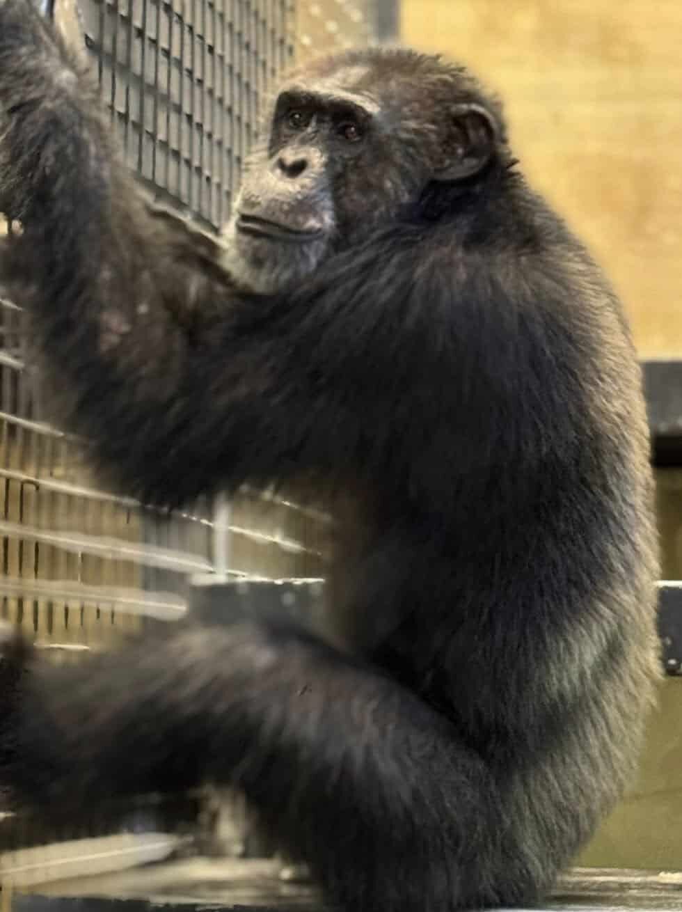 CHIMP PHOTO - Tony - Project Chimps