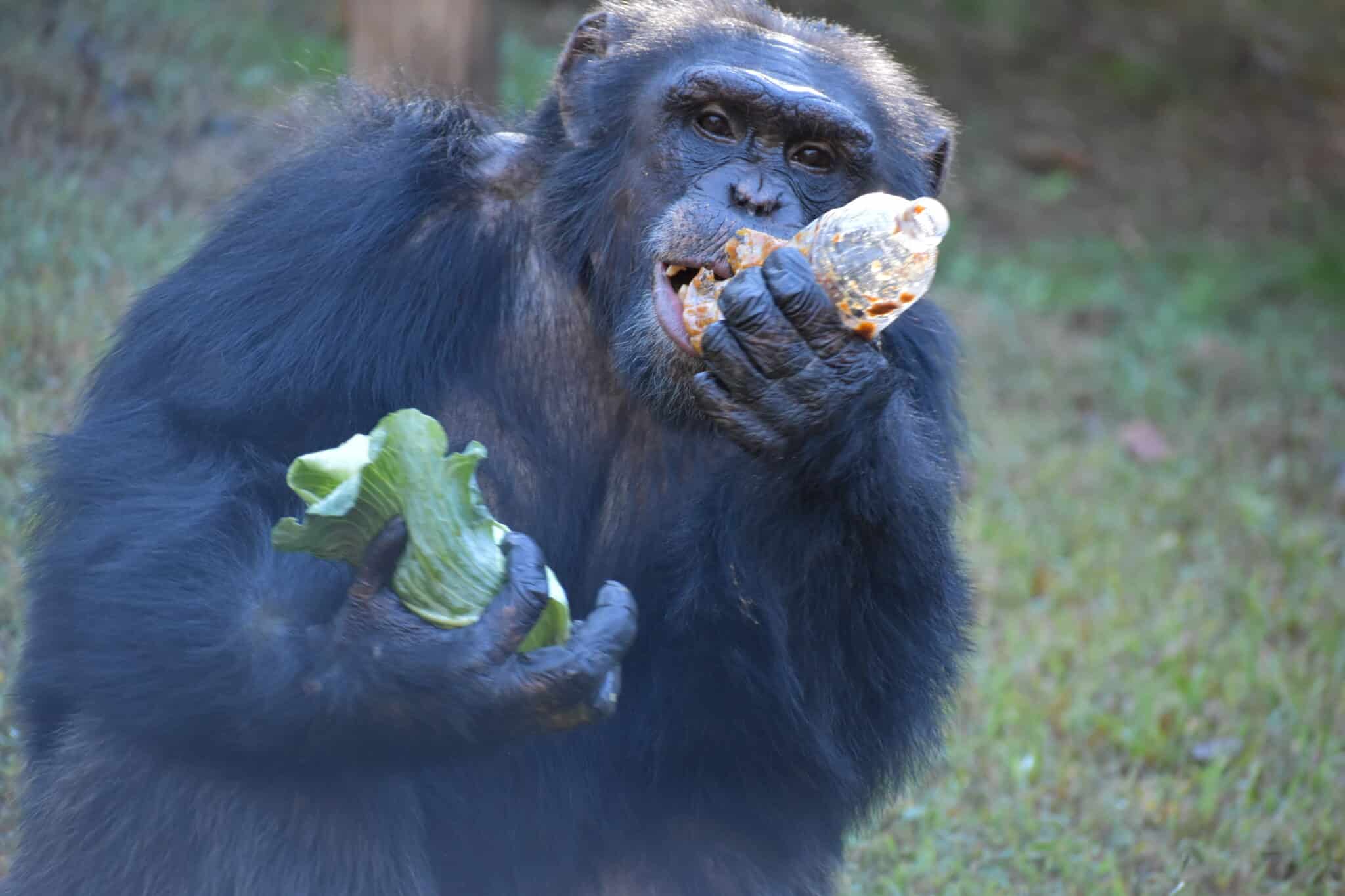 Chimpcation is Eco-Friendly Volunteering - Project Chimps