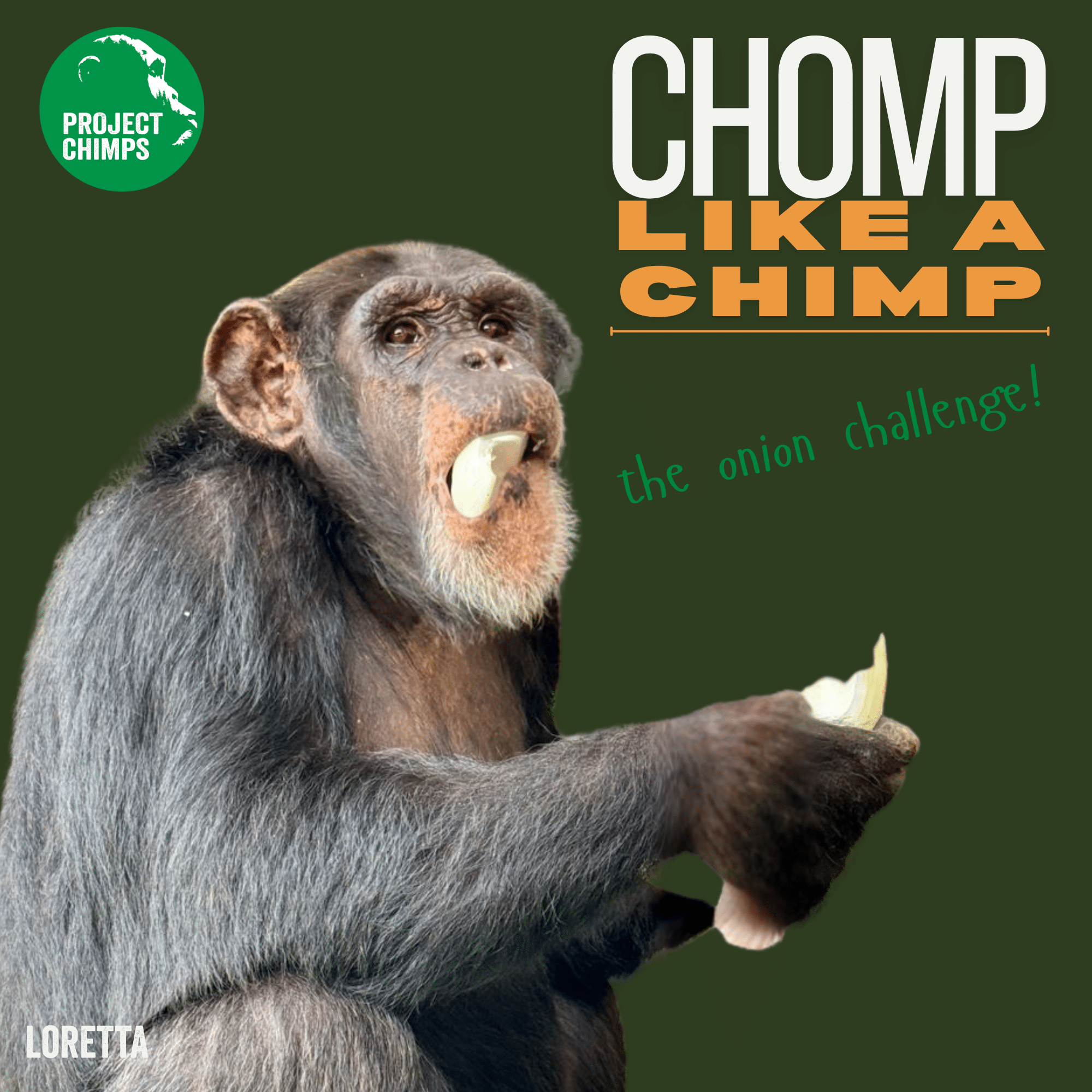 Loretta Chomp - Project Chimps
