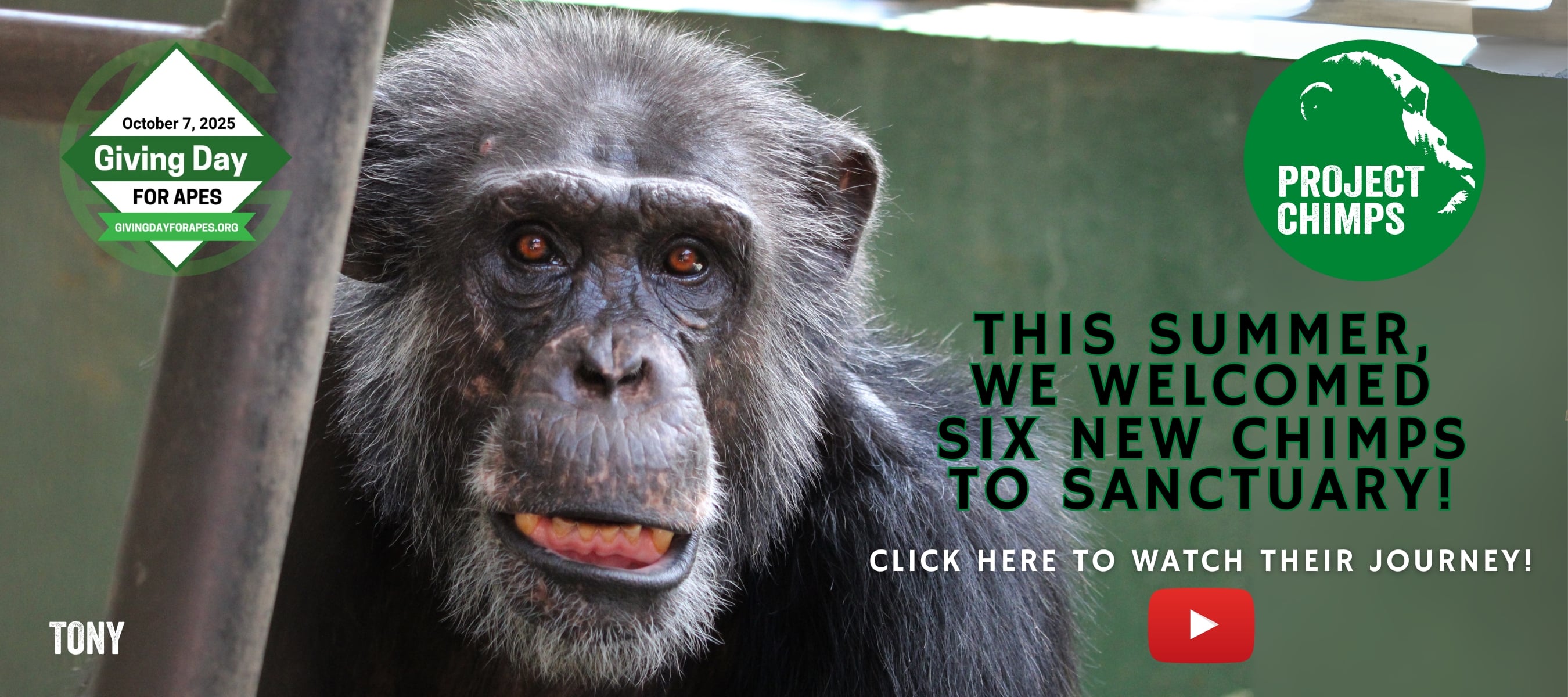 WEBSITE HERO - GDA 2025 Early Giving (desktop) (1) - Project Chimps